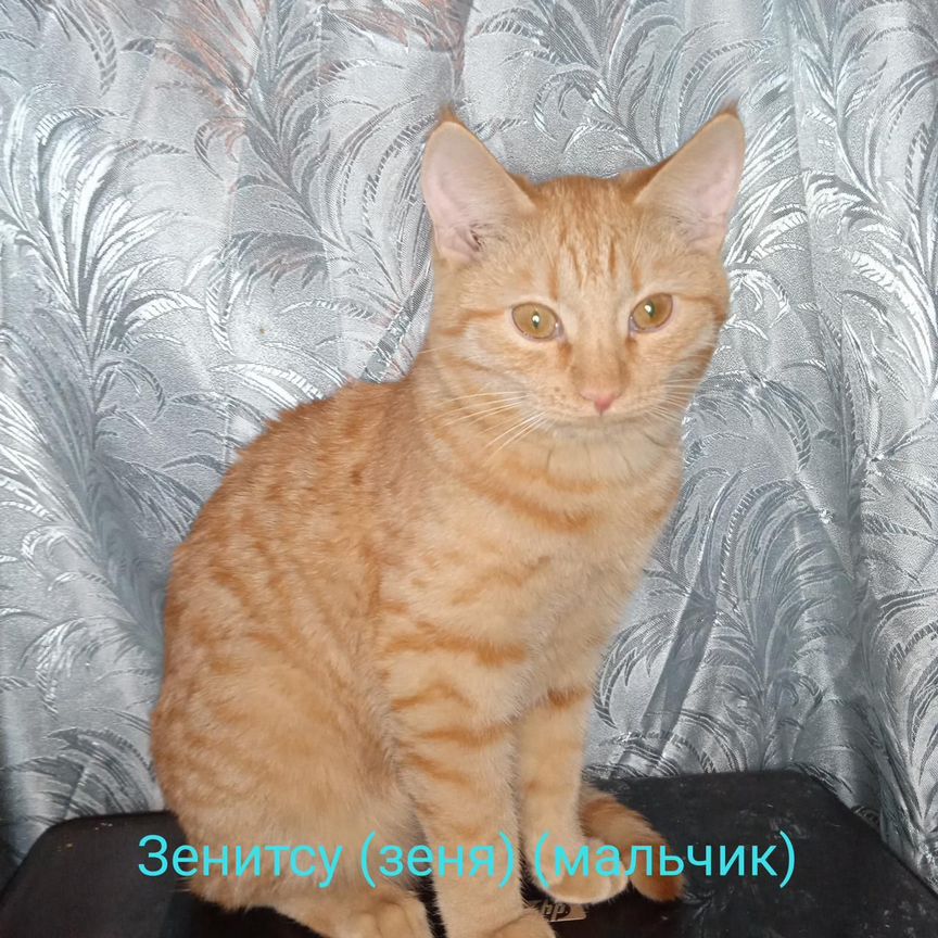 Котята в добрые руки приучены к лотку