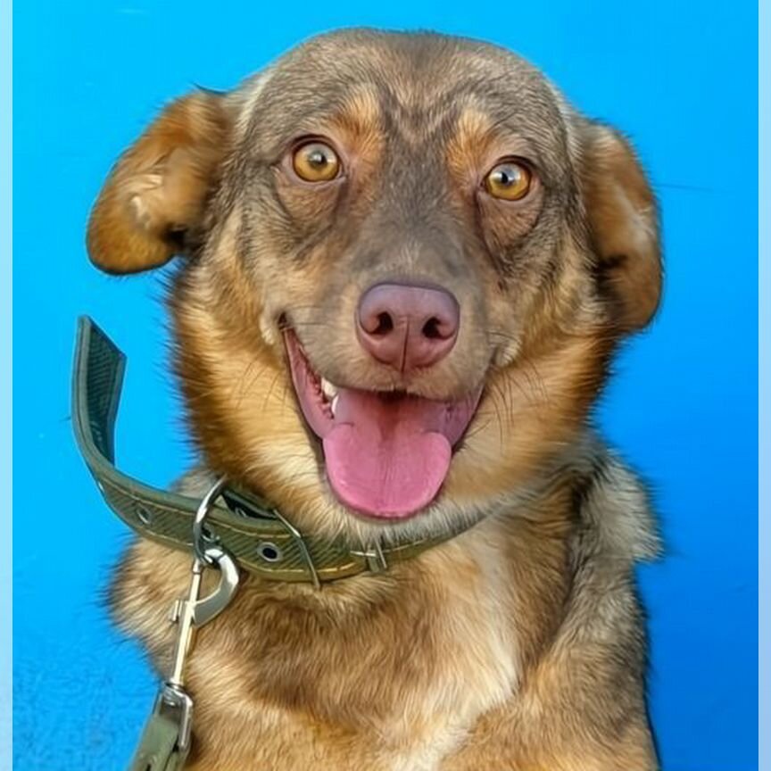 Взрослая собака в добрые руки