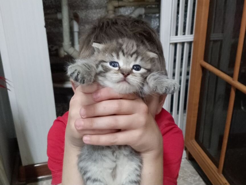 Шотландские котята