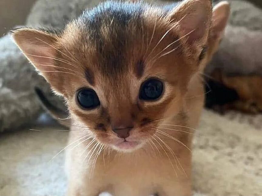 Абиссинская