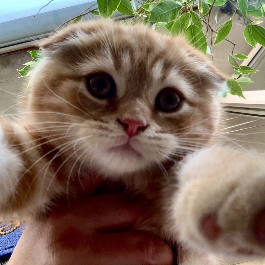 Милые шотландские котята