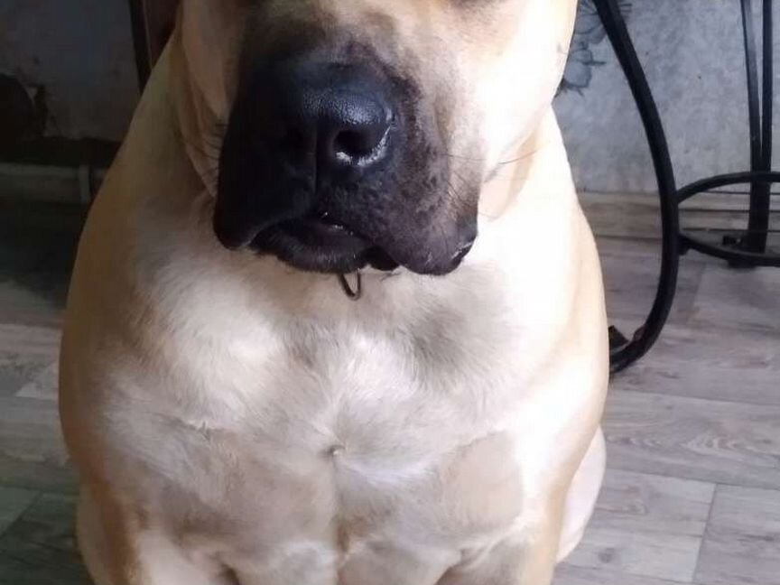 Южноафриканский бурбуль вязка