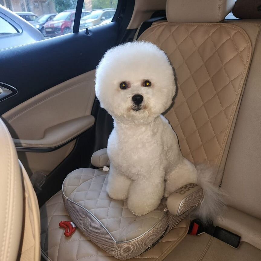 Ищем невесту бишон-фризе