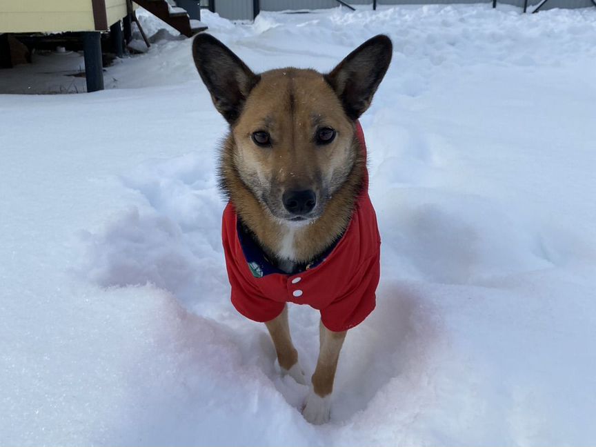 Собака в добрые руки