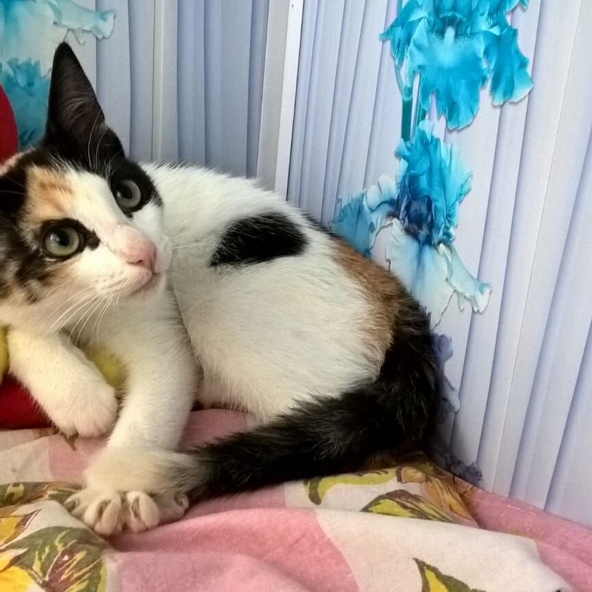 Котёнок Маша