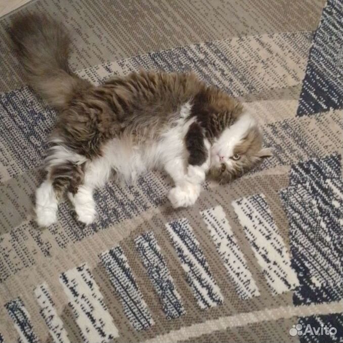 Кошка Джессика-отдам бесплатно в добрые руки