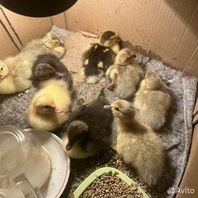 Индоутята лаванда и обычные