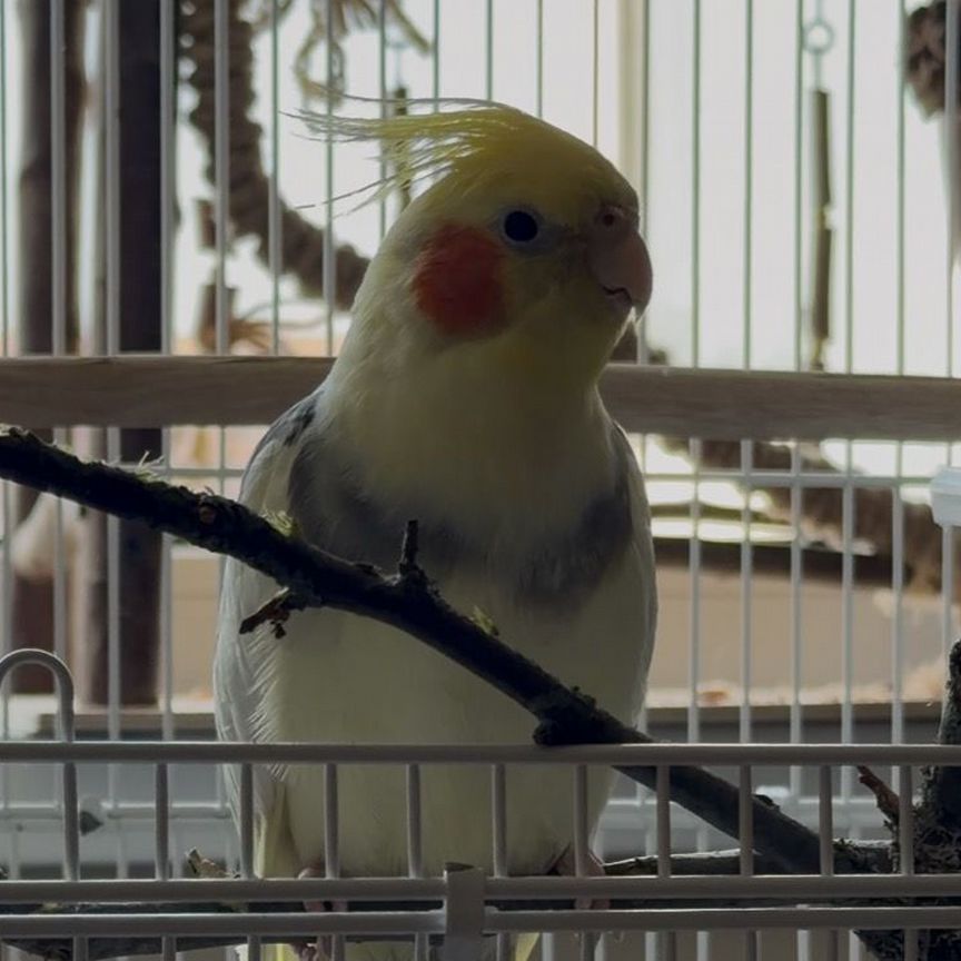 Попугай корелла с клеткой