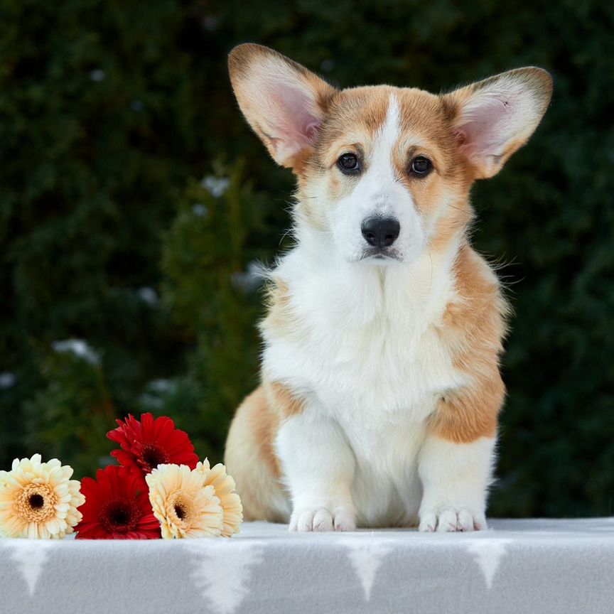 Красавец мальчик Вельш когри пемброк