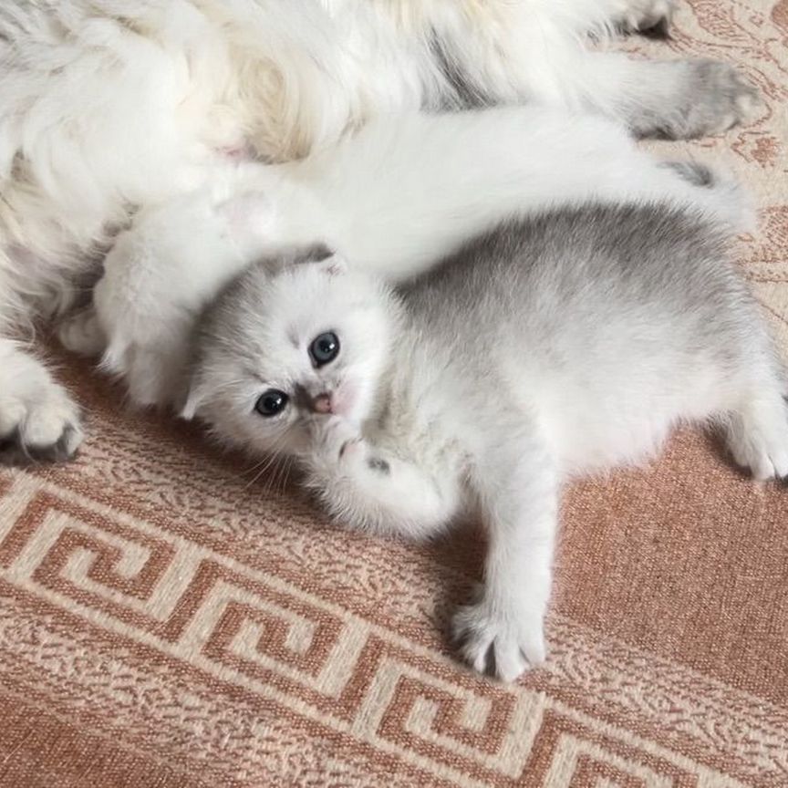 Котенок Scottish fold