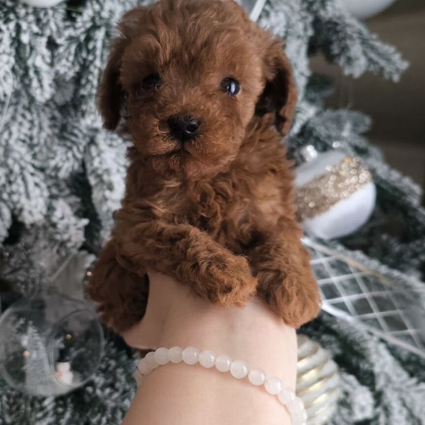 Той-пудель, щенок