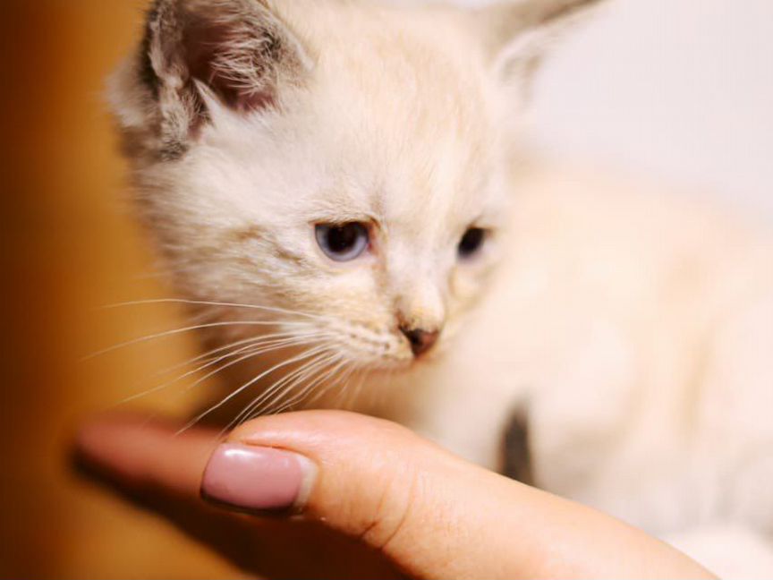 Малютка кошечка ищет дом