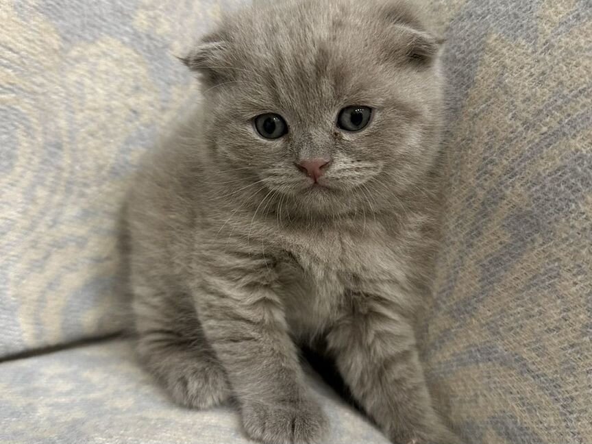 Шотландские котята