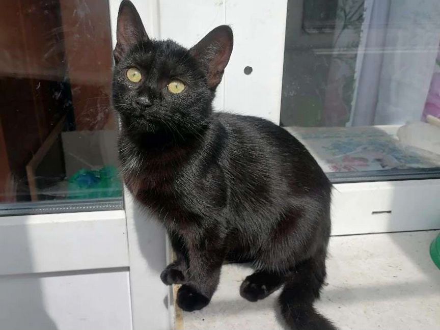 Котенок Наоми ищет дом в добрые руки