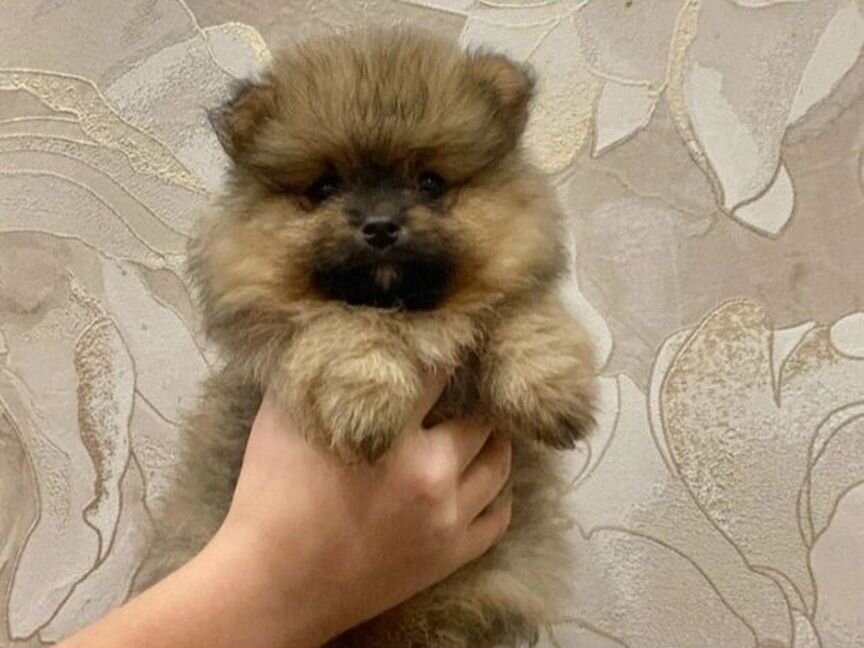 Померанский шпиц медвежьего типа