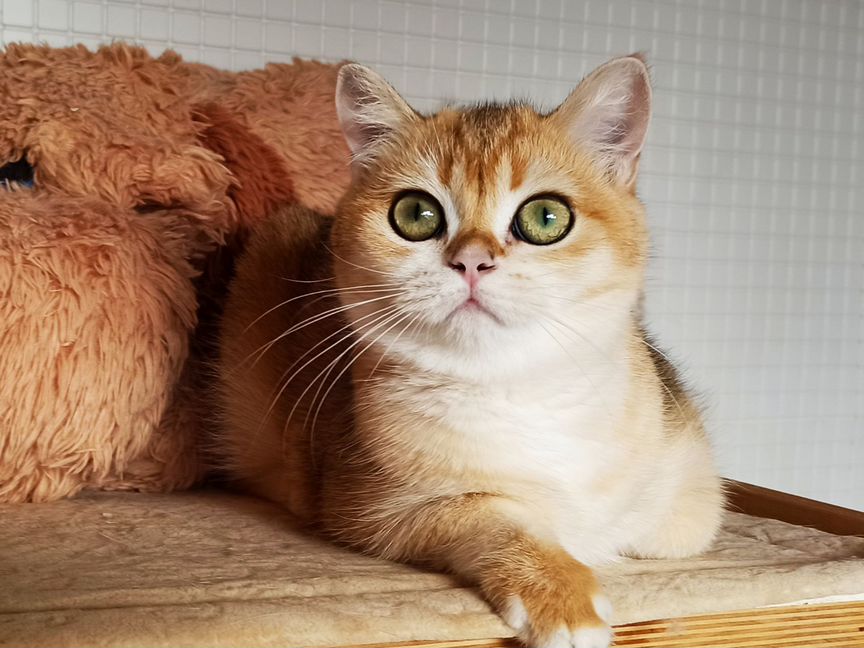 Золотая шиншилла девочка