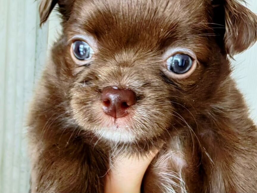 Щенки чихуахуа