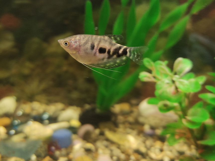 Гурами мальки