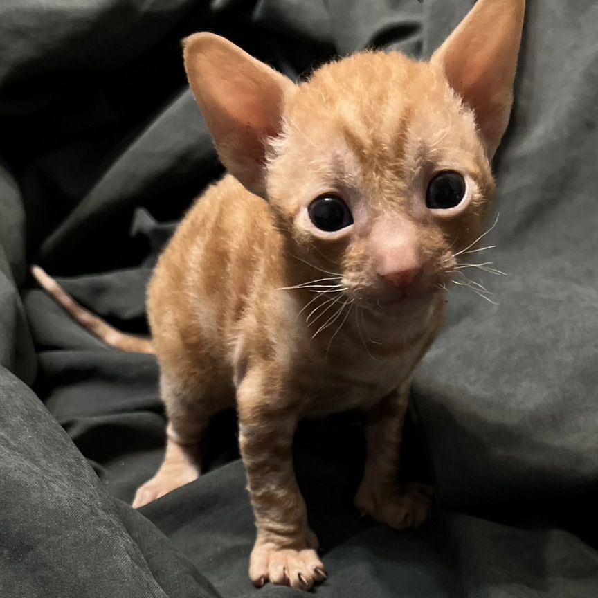 Корниш-рекс котёнок