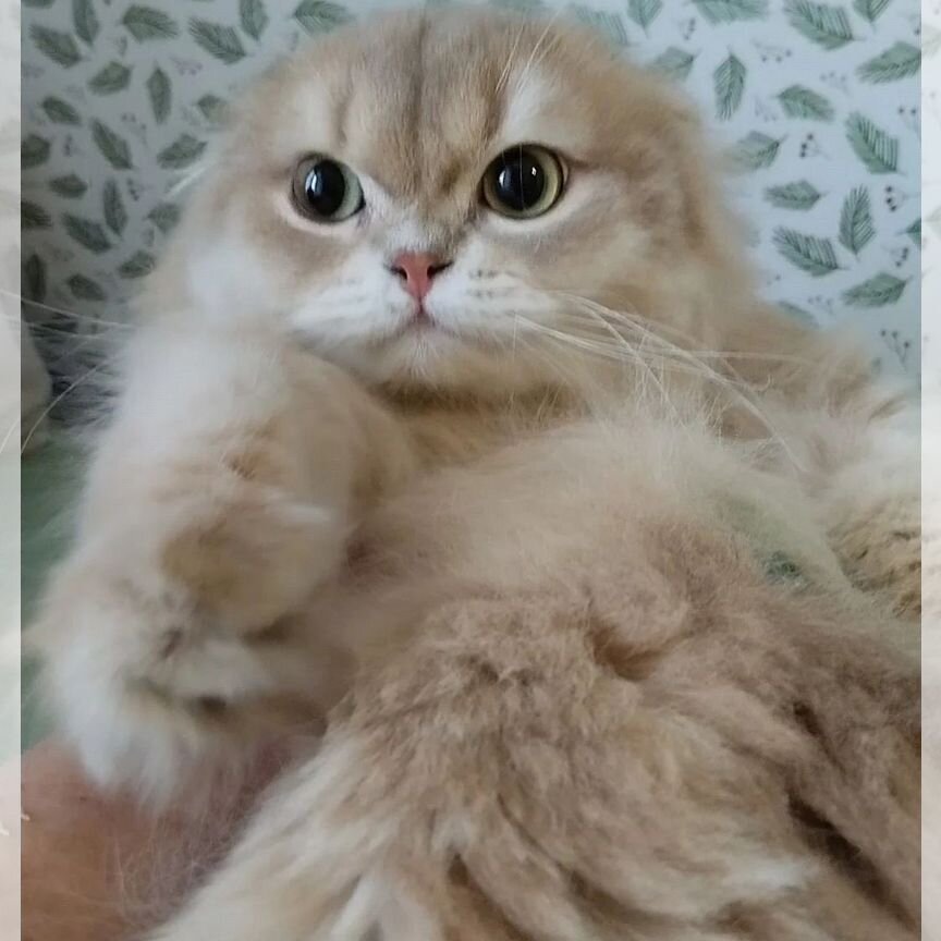 Шотландская вислоухая длинношёрстная, взрослая кошка