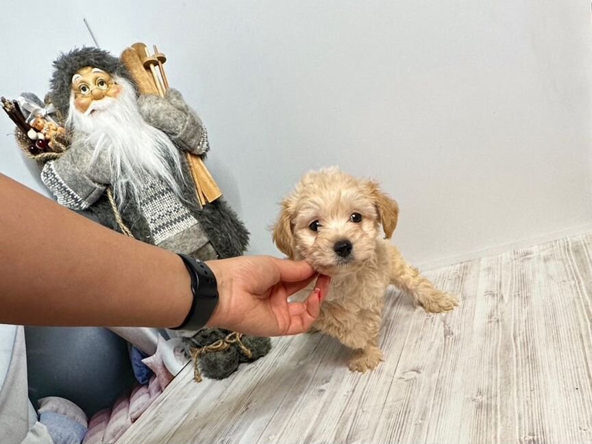 Мальтипу f1 мальчик, кремовый, в москве