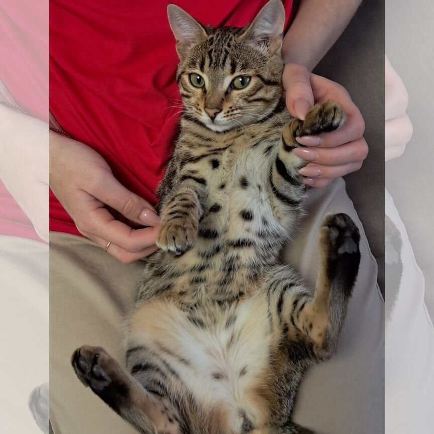 Бенгальская