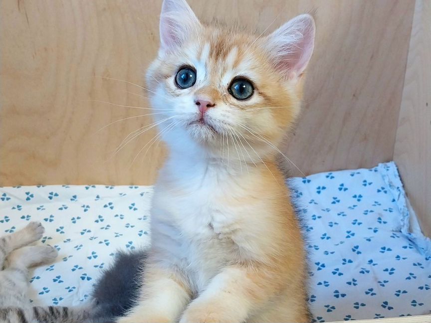 Золотые котята