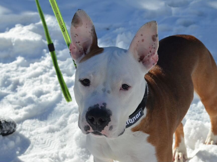 Стаффордширский терьер ищет дом