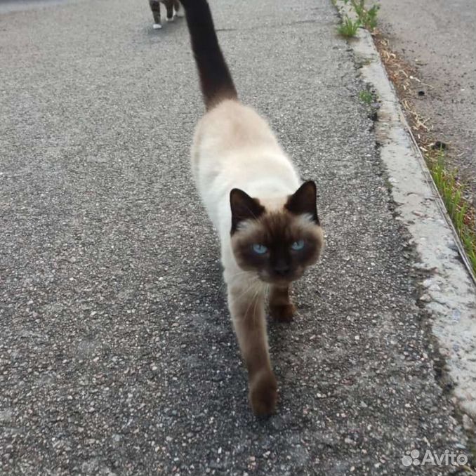 Тайский котик или кошечка, очень ласковый