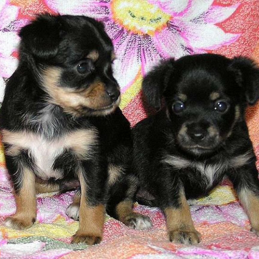 Щенки той терьера