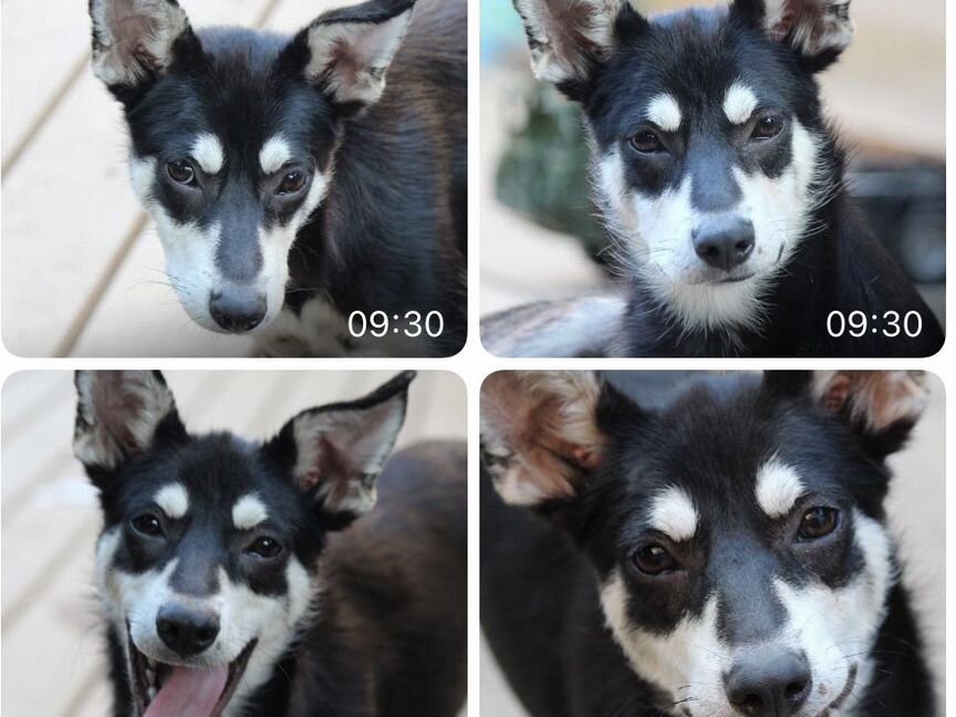 Гарик - собачка на бесплатную передержку