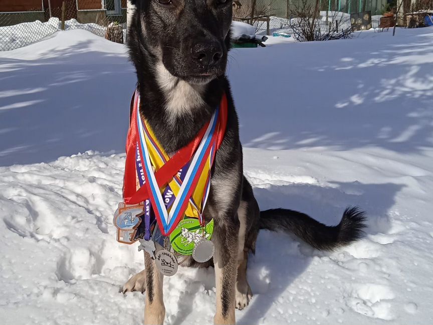 Ищем сучку для вязки. Вязка метис кобель