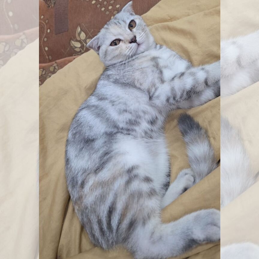 Шотландский вислоухий короткошёрстный котёнок