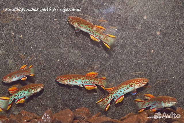 Фундулопанхакс Гарднера