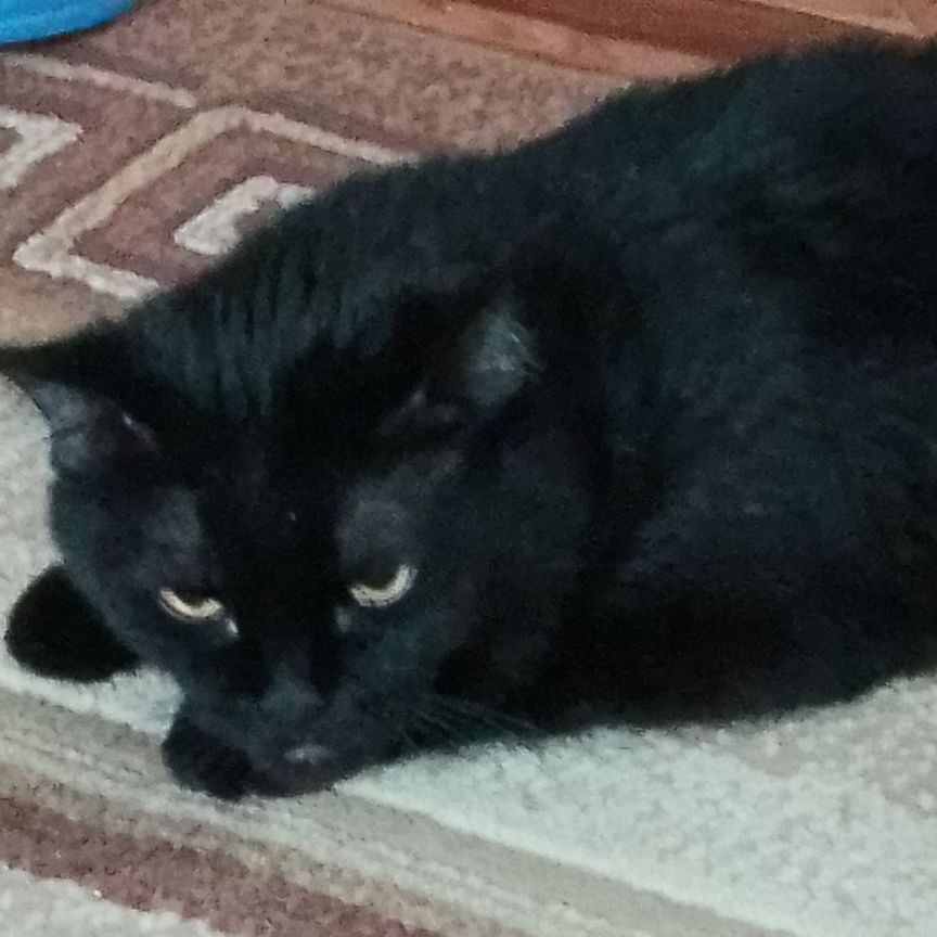 Кошка
