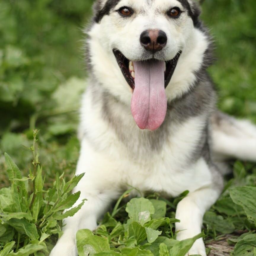 Метис хаски Торрес в добрые руки