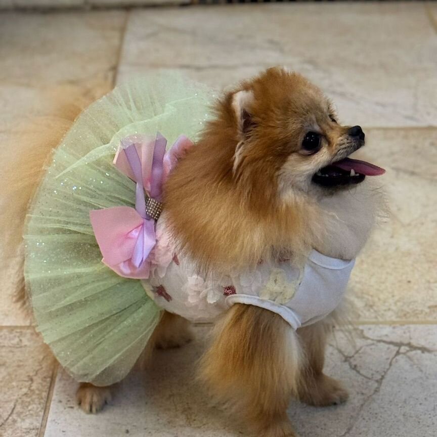 Померанский шпиц Шона