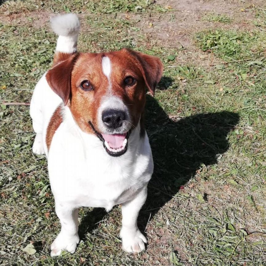 Джек рассел терьер (мальчик) - свести