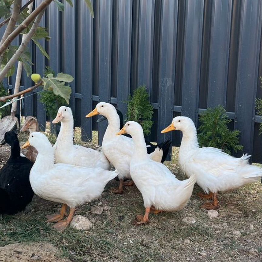 Бройлерные утки