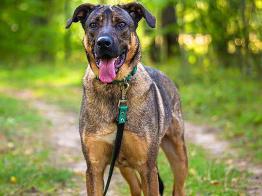 Хан в добрые руки