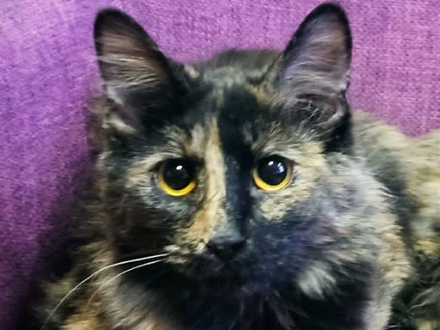 Счастье в дом