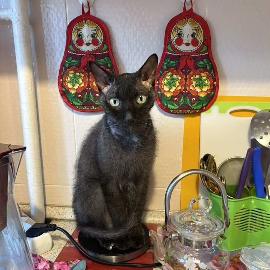 Канадский сфинкс, взрослый кот