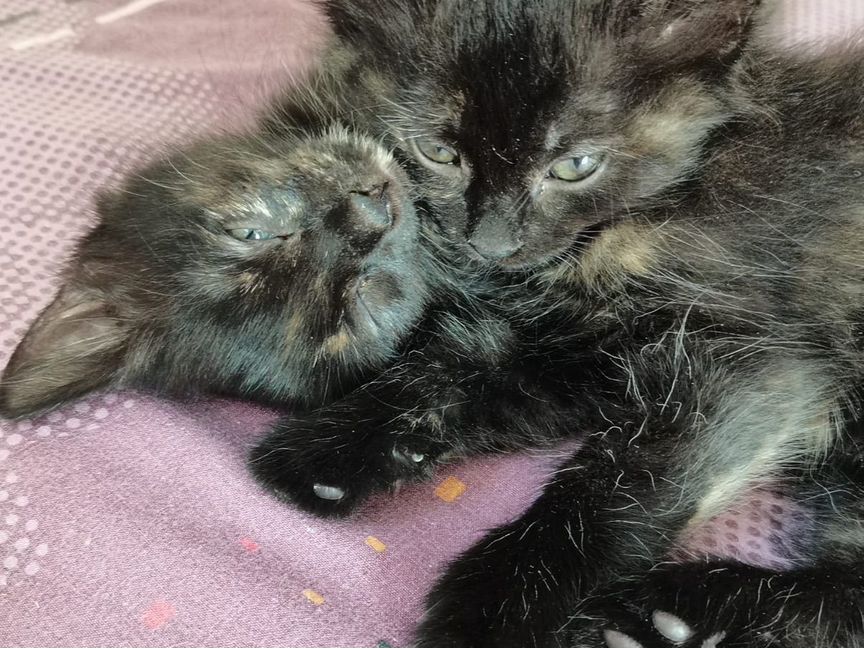 Котята
