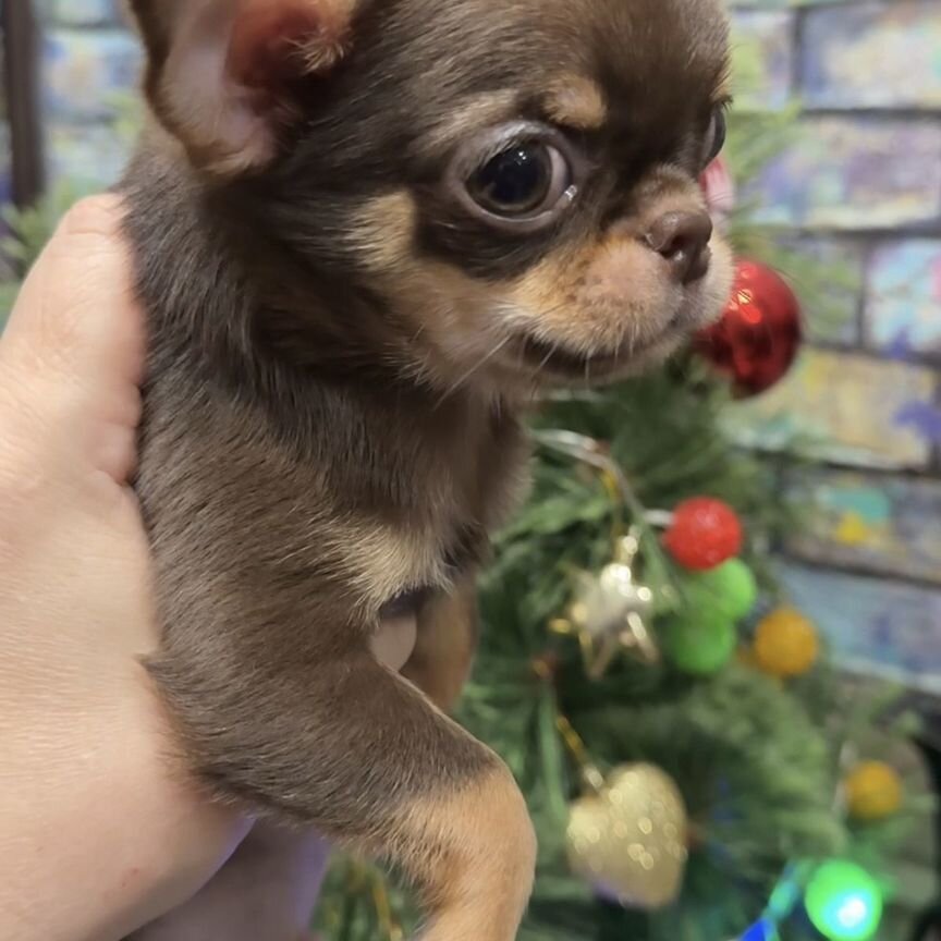 Чихуахуа, щенок