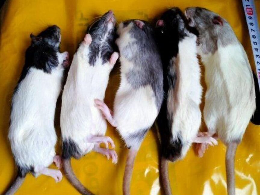 Ко. Крысы заморозка излишки