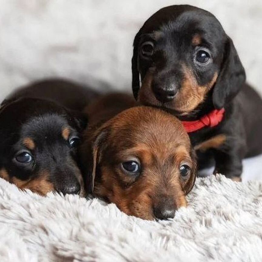 Такса, щенок