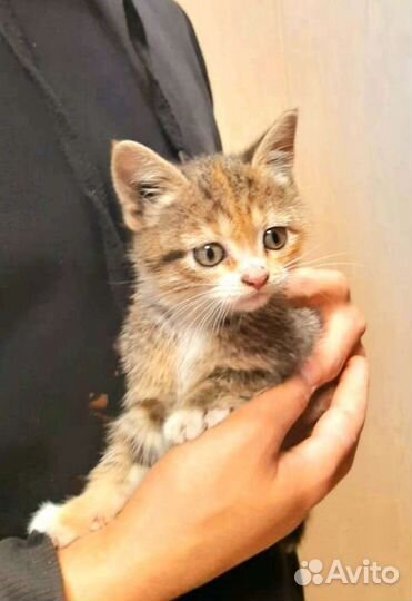 Котенка подбросили на склад в промзоне