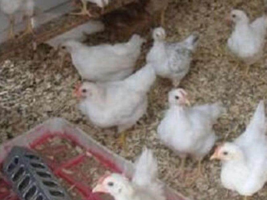 Продам петушков Леггорн и молодок также курочек