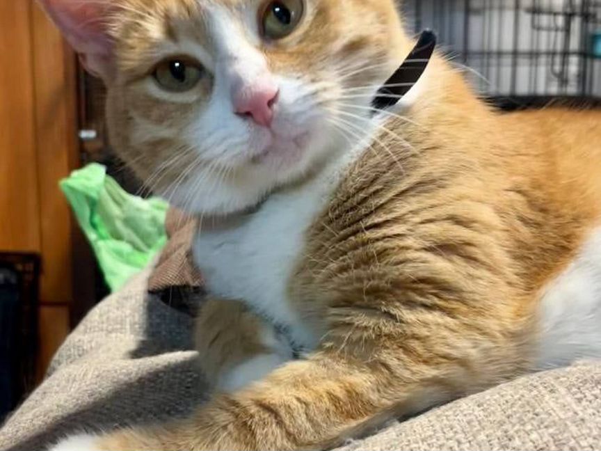 Отдам в добрые руки