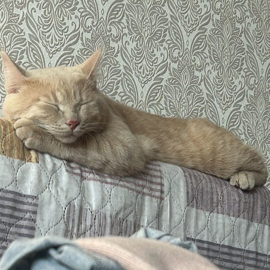 Отдам кота в добрые руки бесплатно
